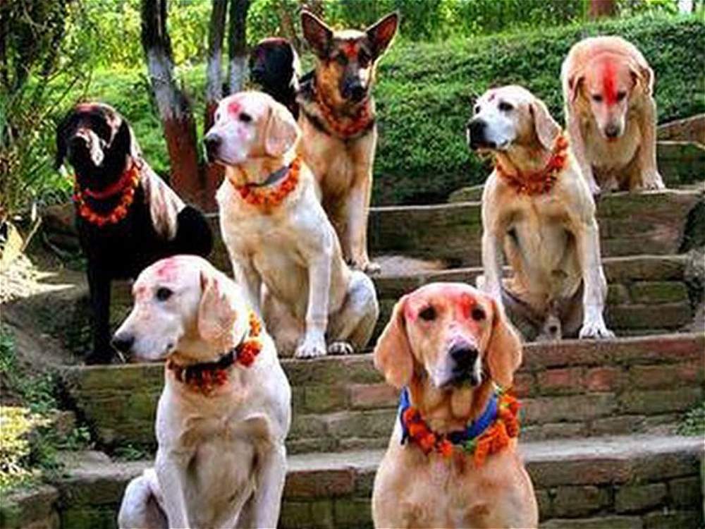 यस्तो छ कुकुर पूजाको रोचक किम्बदन्ती - Himal Post Himal Post